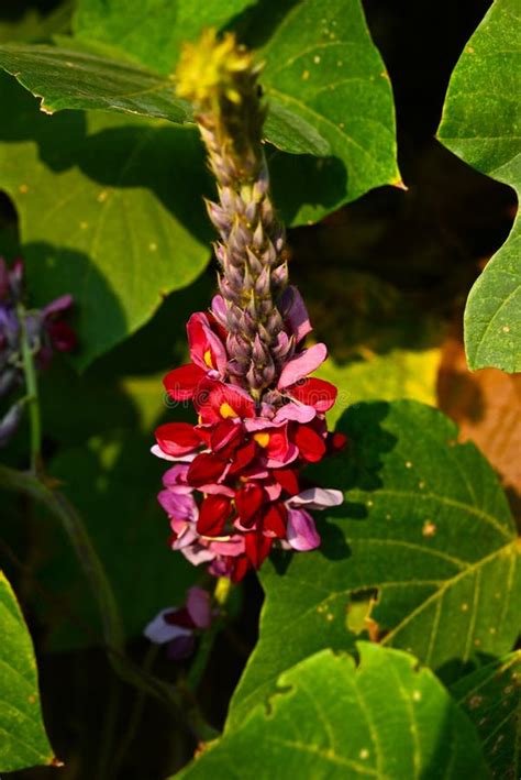 Kudzu Flowersfabaceae Vinereddish Purple Butterfly Shaped Flowers
