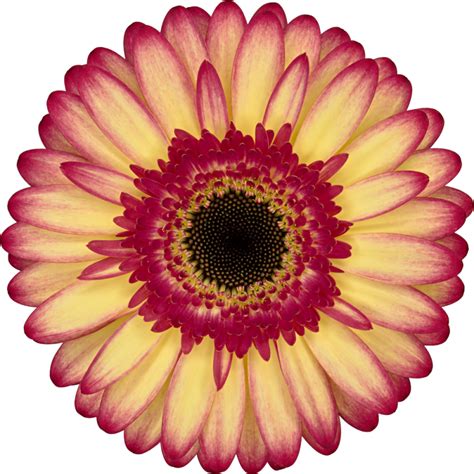 What Makes A Pomponi So Unique Florein Gerberas