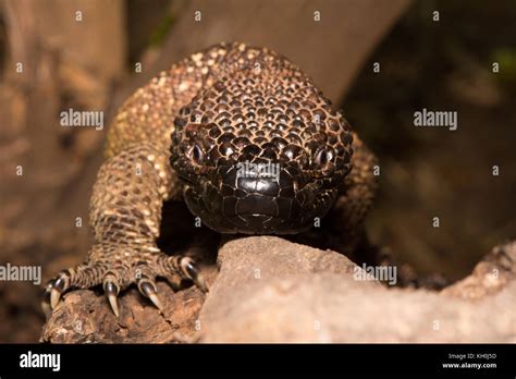 Rio Fuerte Beaded Lizard Heloderma Exasperatum From Sonora Mexico
