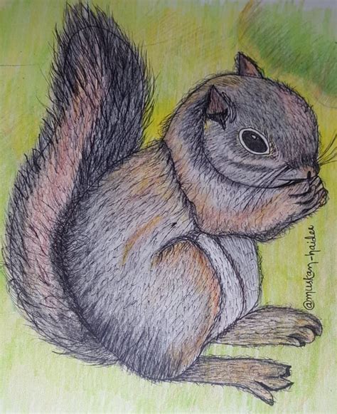 Squirrel Pencil Drawing