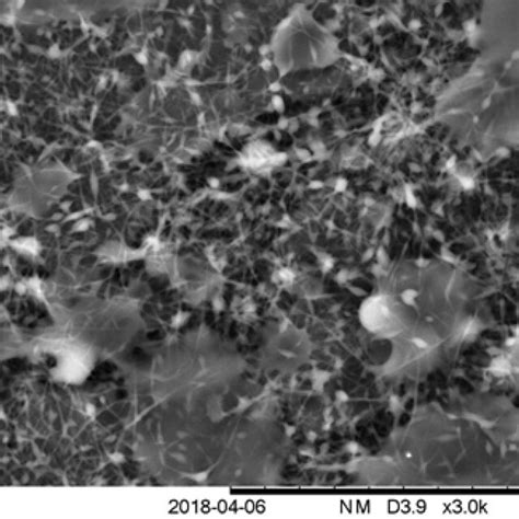 Scanning Electron Microscope Captures Of 9 Wt Pva After Spinning Download Scientific Diagram
