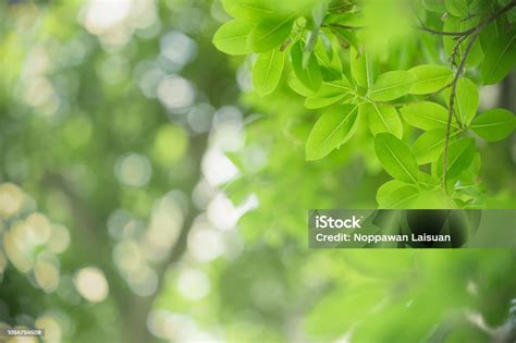 정원에 복사 공간 배경 자연 녹색 식물 조 경 생태 신선한 벽지 개념으로 사용 하 여 흐리게 녹지 배경에 녹색 잎의 근접 촬영 자연 보기 0명에 대한 스톡 사진 및 기타