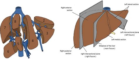 liver segments surgical anatomy anatomy liver anatomy ultrasound