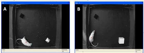 Novel Object Recognition Test A Trial 1 B Trial 2 See Text For Download Scientific Diagram