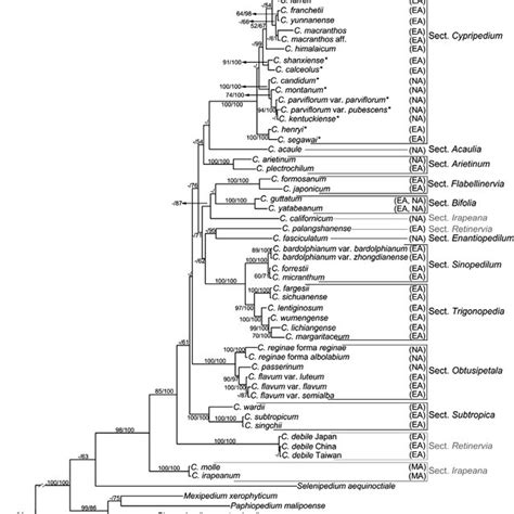 phylogram obtained from bayesian inference analysis of the cpdna data