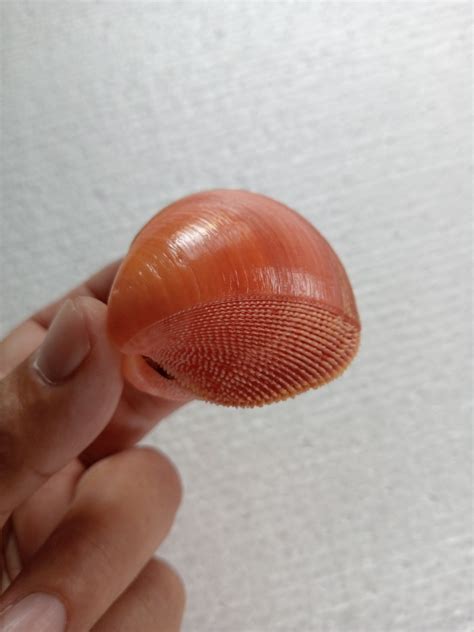 Seashell Bivalve Clam Shell Very Nice Color Item 2 Hobbies And Toys Stationary And Craft