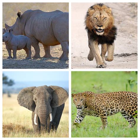 What Are The Big Five Animals In Zimbabwe At Karan Katz Blog