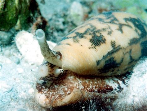 Cone Snail Ocean Treasures Memorial Library