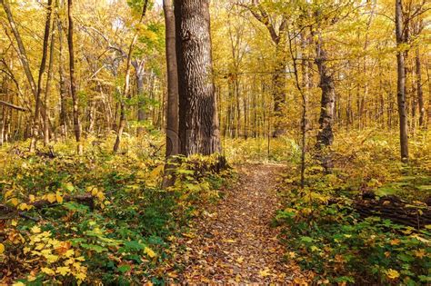 Trees With Yellow Leaves In Autumn Stock Photo Colourbox