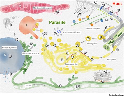 Subcellular Dynamics In Unicellular Parasites Trends In Parasitology