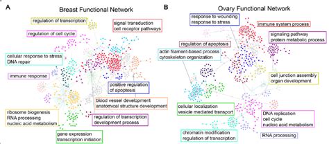 Functional Clusters In The Gene Gene Interaction Network That Drive The