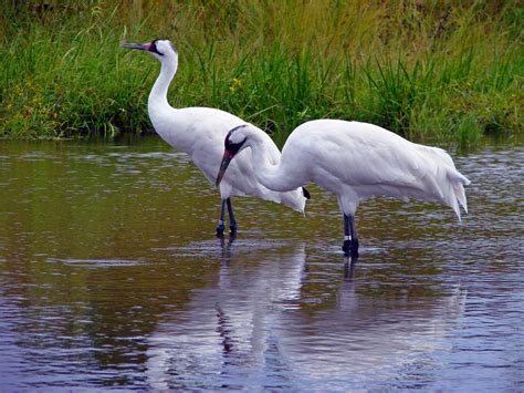 Crane Bird Pictures Wallpaper 1600x1200 74606