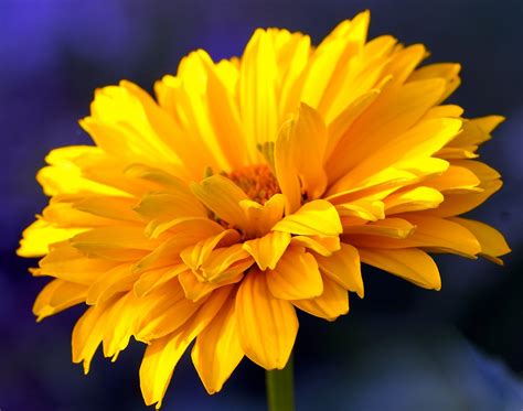 Flor Amarilla Florecer Foto Gratis En Pixabay