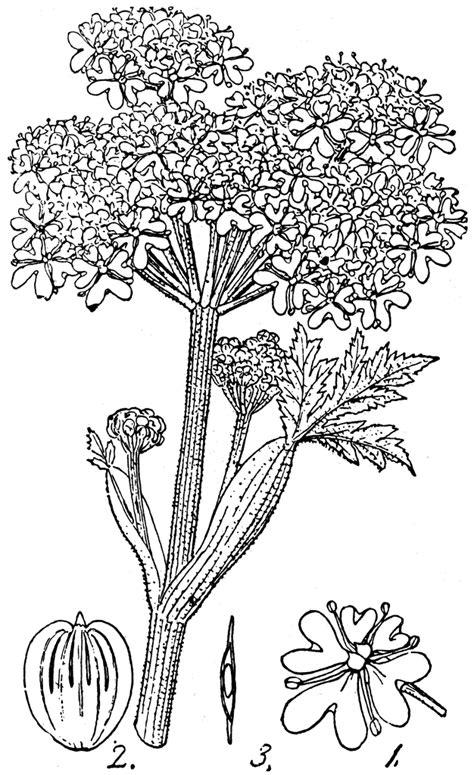 Cow Parsnip Clipart Etc
