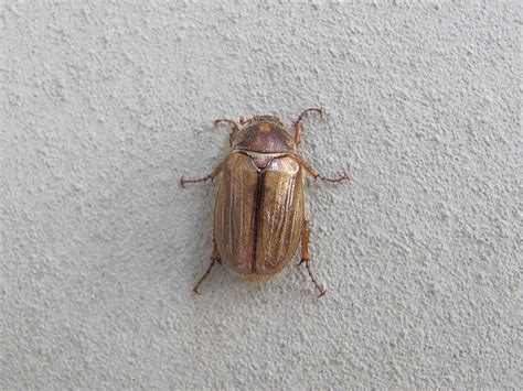 chroustek letní (Amphimallon solstitiale)