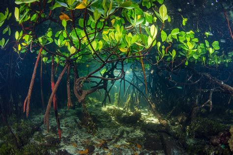 2019 Season Highlights Snorkel Venture