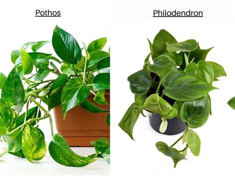 Pothos Vs Philodendron Differences Pictures Identification Gardenine
