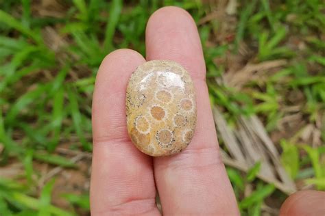 Natural Coral Fossil 29 50 Ct From Indonesia Oval Cabochon Video