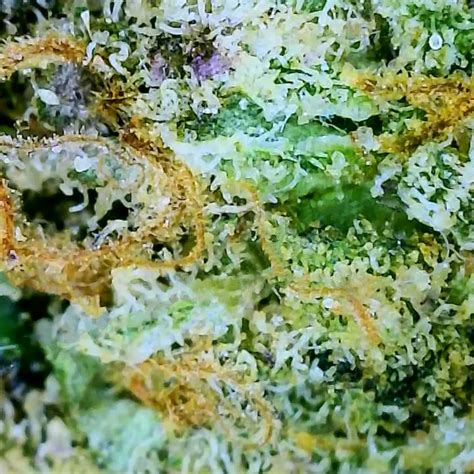 Strain Review Roll Ups By The Reaper Collective The Highest Critic