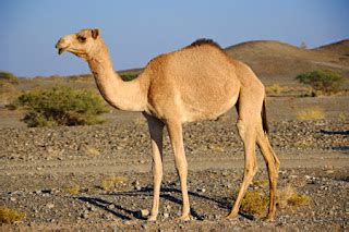 Camel