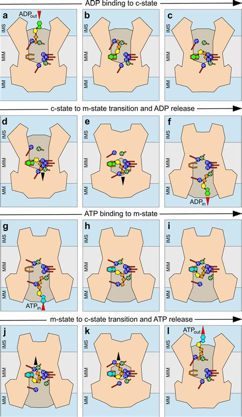 Schematic Representation Of The Substrate Binding Events As Part Of The Download Scientific