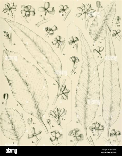 This Work Critically Revises The Genus Eucalyptus Published Over The