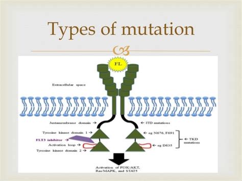 Detection Of Heterogeneous Flt3 Itd Mutant Variants In