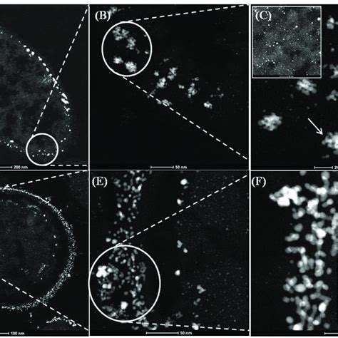 Size Distribution And Mean Nanoparticle Np Sizes Of Pd Nanoparticles Download Scientific