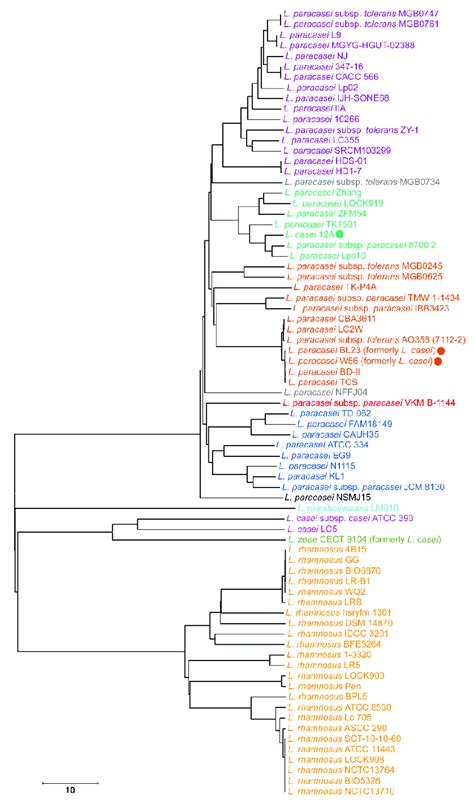 Phylogenetic Tree Constructed By The Neighbor Joining Method In Mega X Download Scientific