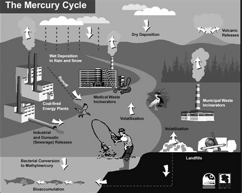 Sources And Pathways Of Mercury In The Environment From Ref 12