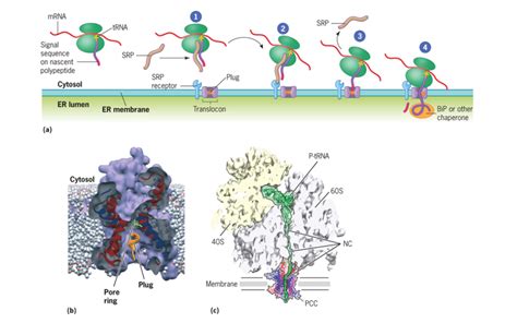 Solved Refer To Figure 8 13 In Your Textbook Why Is It