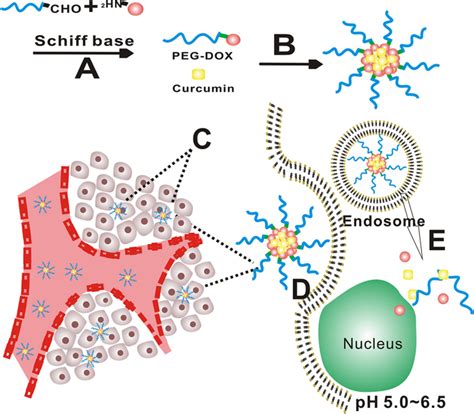 Schematic Illustration Of The Synthesis And Working Principle Of