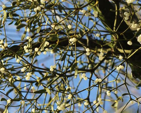 Mistletoe Facts A Symbol Of Winter And Love