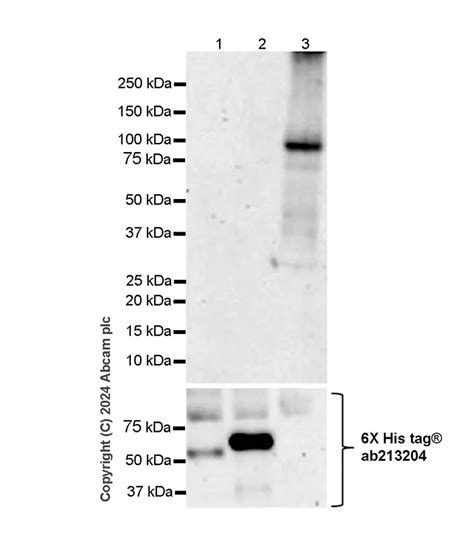 Anti Ppar Gamma Antibody Rm1091 Bsa And Azide Free Ab316982 Abcam