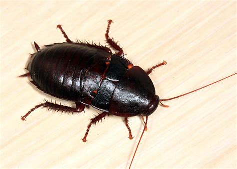 Florida Woods Cockroach Eurycotis Floridana Bugguidenet