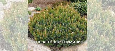 Сосна горная мугус, пумилио 4 х летка купить в Новосибирске | Товары ...