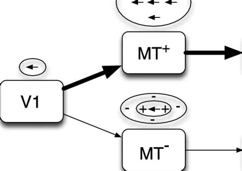 Proposed Segregation Between Mt Mstd And Mt J Mstv Motion Pathways Download Scientific