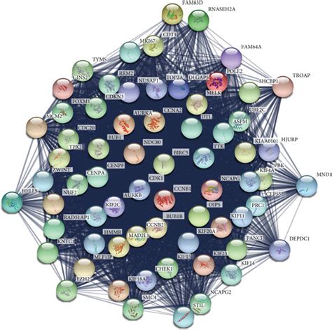 Top 4 Modules From The Protein Protein Interaction Network A Module Download Scientific