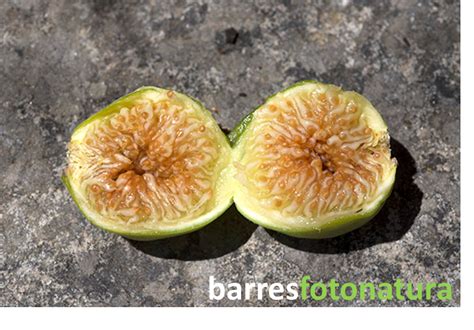 The Fig And Its Reproduction All You Need Is Biology