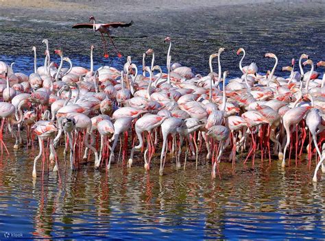 Pirate Ship Cruise With Unlimited Pizza Klook