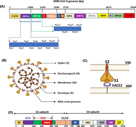 Structural And Functional Insights Into The Spike Protein Mutations Of