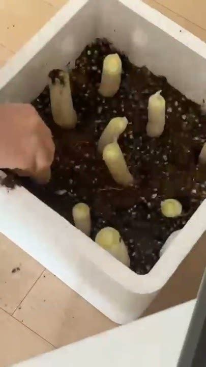 대파 키우기 Youtube