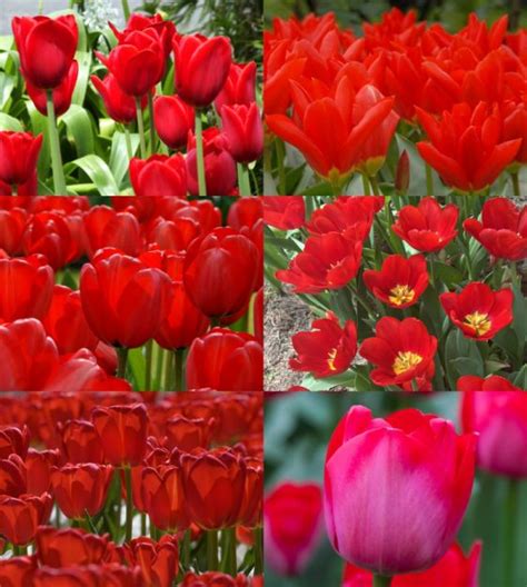Red Tulip Plant