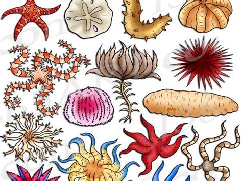 Echinoderms Clipart Teaching Resources