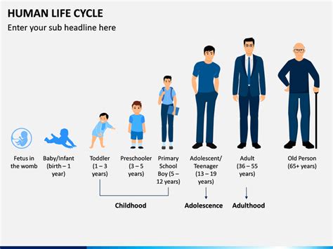 Human Life Cycle Pdf Human Life Cycle Worksheets Brezelbruder