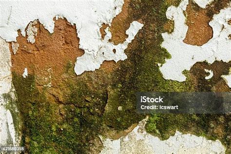 곰팡이 곰팡이 박리 로 인해 상승 습기로 인해 벗겨진 페인트 곰팡이에 대한 스톡 사진 및 기타 이미지 곰팡이 균류 벗겨짐 Istock