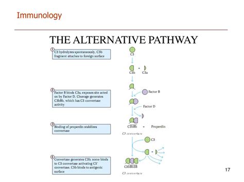 Ppt Immunology Powerpoint Presentation Free Download Id4285279