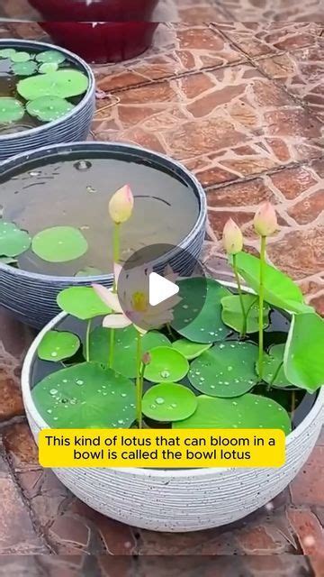 Seed To Flower On Instagram Watch Your Bowl Lotus Flower Flourish