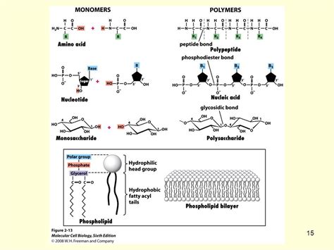 Biochemistry Biochemistry Has Become The Foundation For Understanding