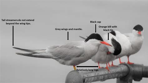 Common And Arctic Tern Id A Photo Guide Birdwatch Ireland